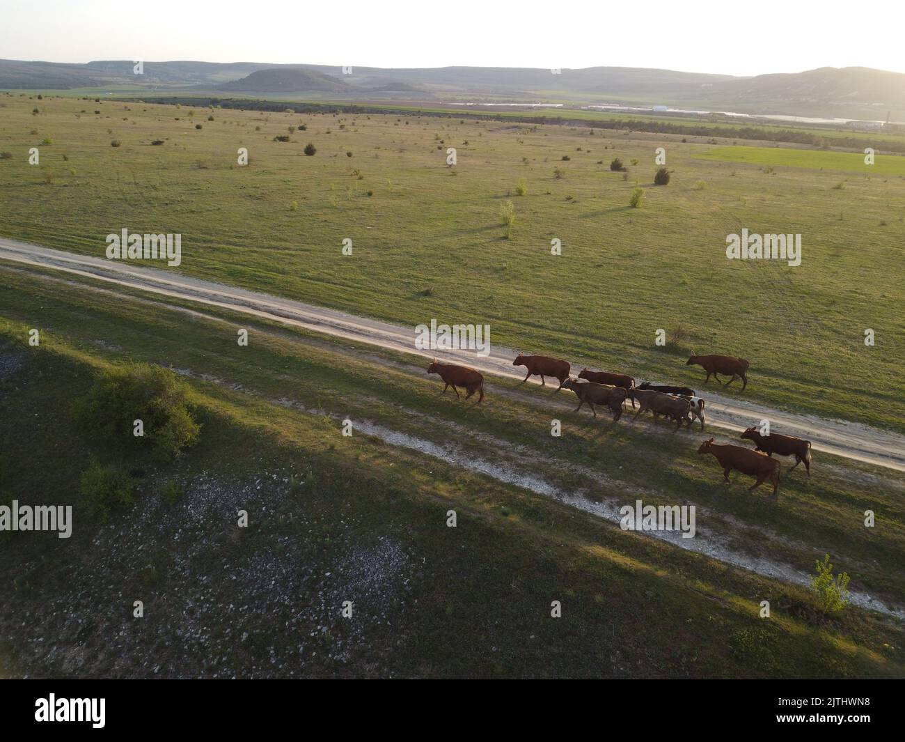 AERIAL: Flying over a small herd of cattle cows walking uniformly down ...