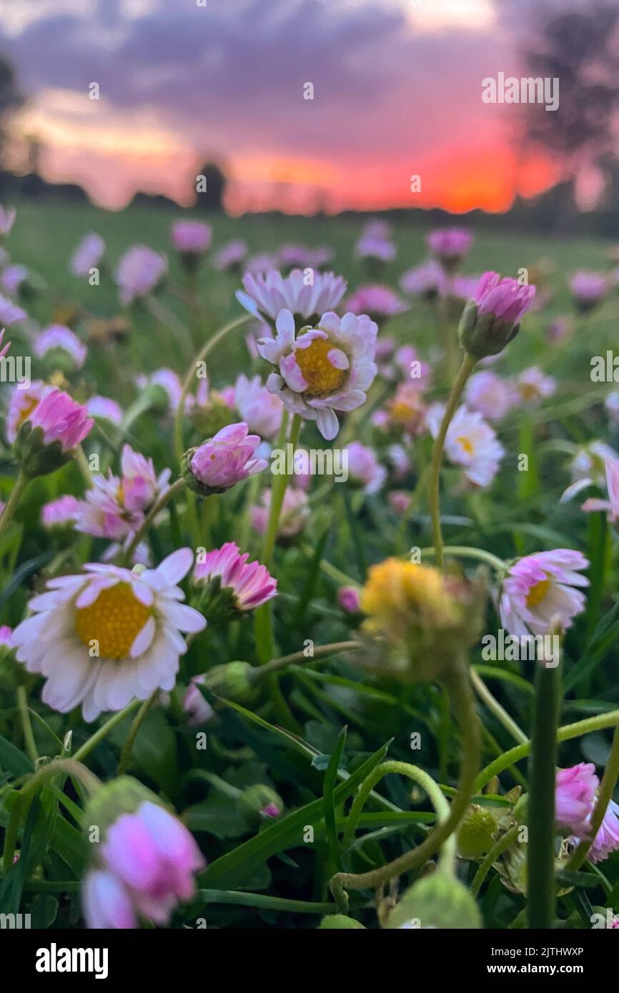 Spring flower garden exterior hi-res stock photography and images - Alamy