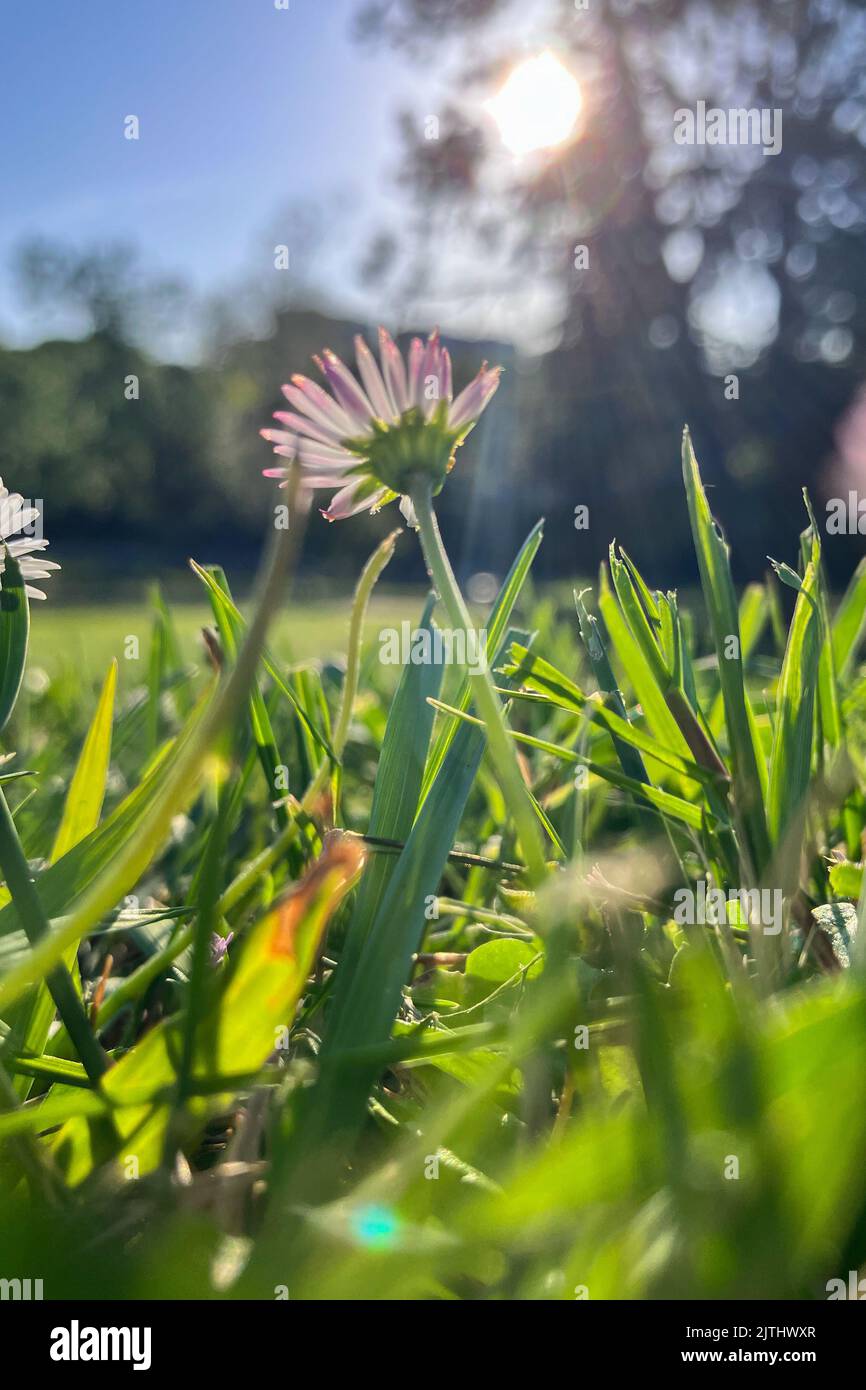 Beautiful flora in garden hi-res stock photography and images - Alamy