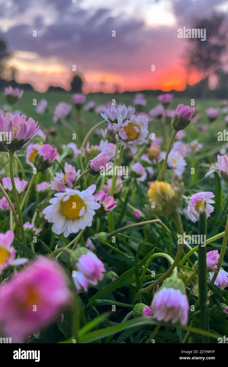Spring flower garden exterior hi-res stock photography and images - Alamy
