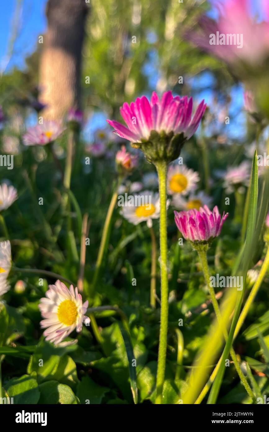 Beautiful flower garden park hi-res stock photography and images - Alamy