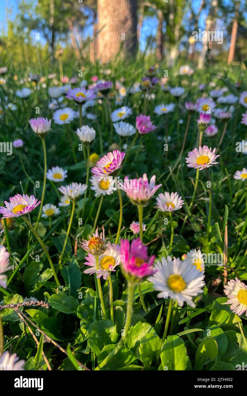 Beautiful flower garden park hi-res stock photography and images - Alamy
