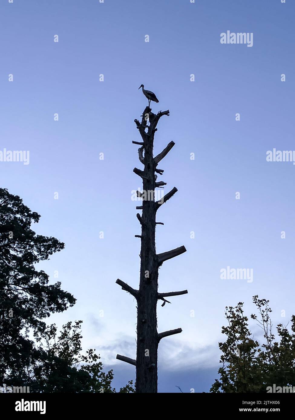 Silhouette of stork on tree branch Stock Photo - Alamy