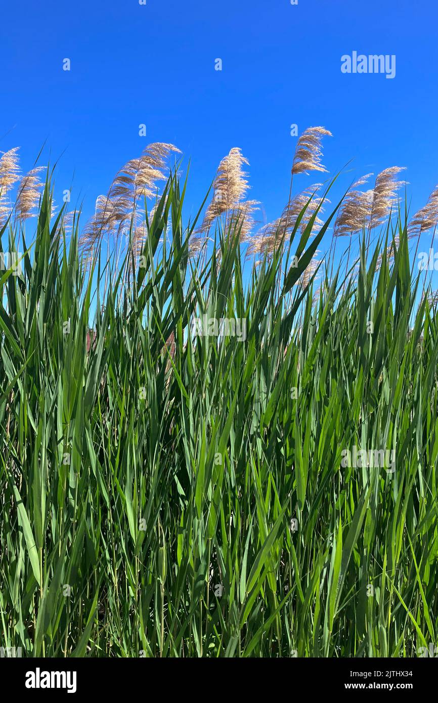 Pampas grass (Cortaderia selloana). The Imperial canal of Aragon in ...