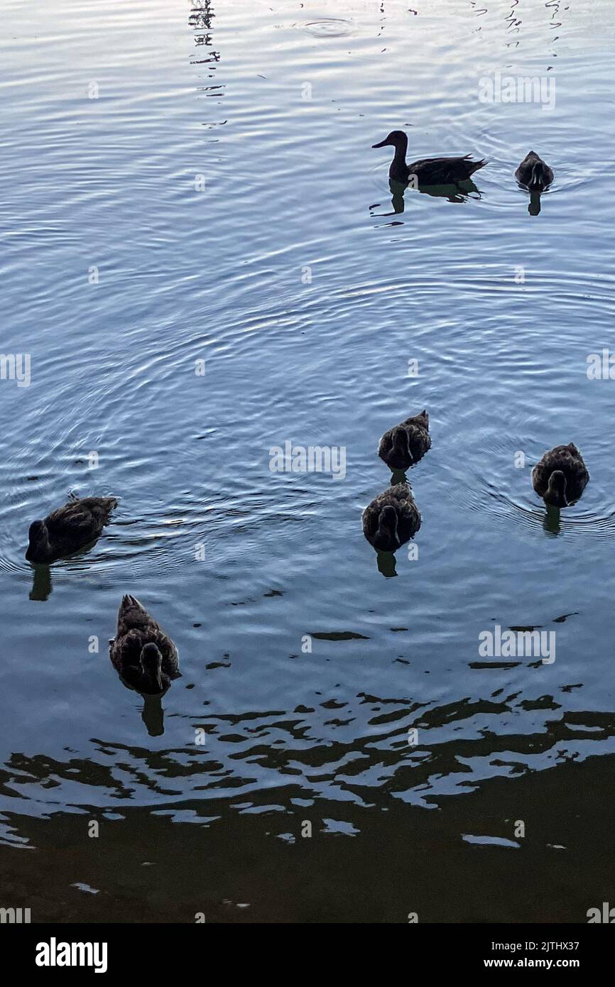 Group of ducks in the Imperial canal of Aragon in Zaragoza Stock Photo ...