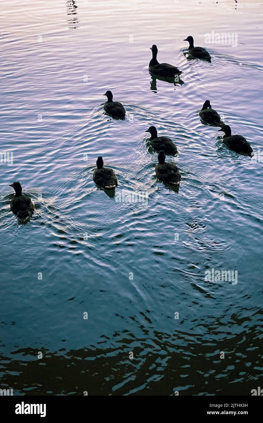 Group of ducks in the Imperial canal of Aragon in Zaragoza Stock Photo ...