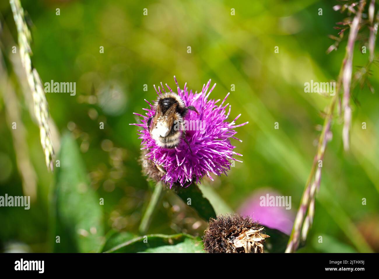 Bees eating Nectar. Feldsee, Germany Stock Photo - Alamy