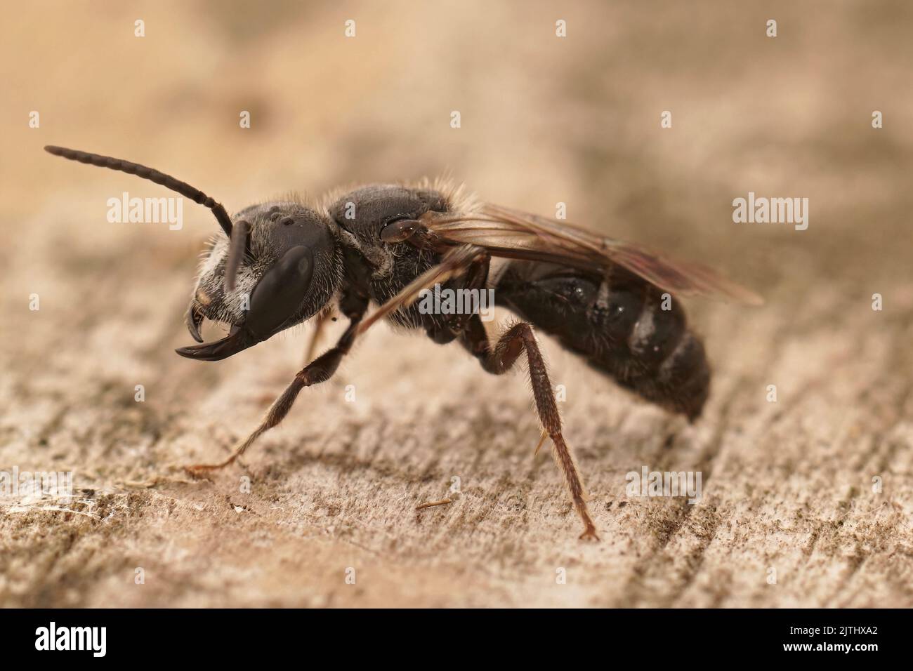 Black jaws hi-res stock photography and images - Alamy