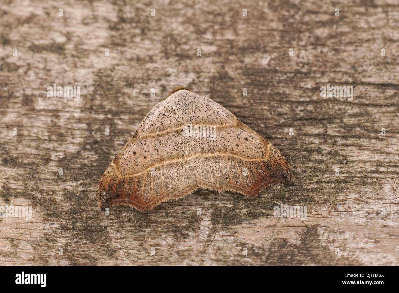 Detailed closeup on a fresh emerged Beautiful hooktip moth, Laspeyria ...