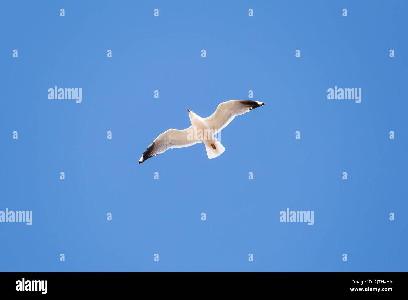 A white seagull with open wings against a clear blue sky. Bottom view ...
