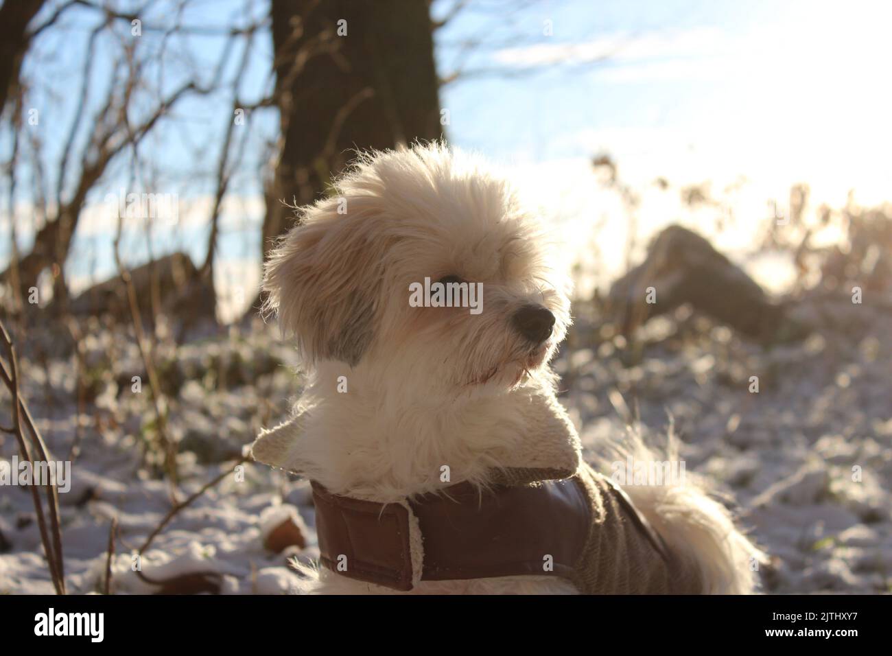 A shallow focus of adorable Maltese dog in leather coat in the snow ...
