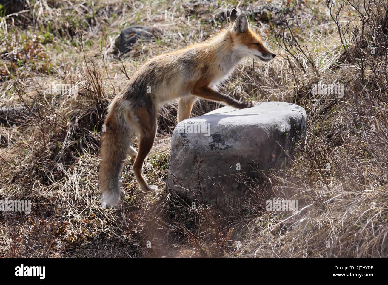 Fox, Banff National Park, Alberta, Canada Stock Photo - Alamy