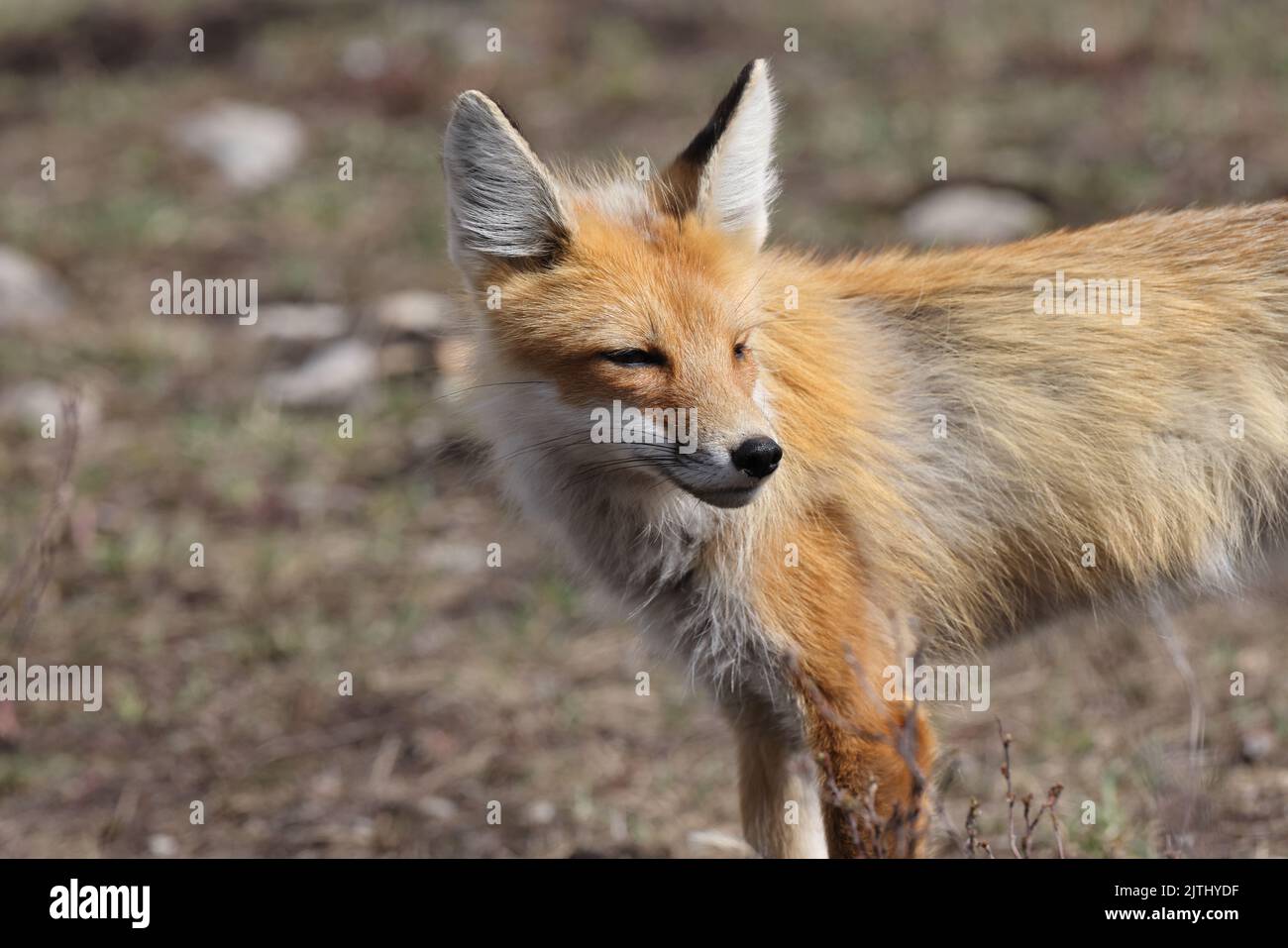 Fox, Banff National Park, Alberta, Canada Stock Photo - Alamy