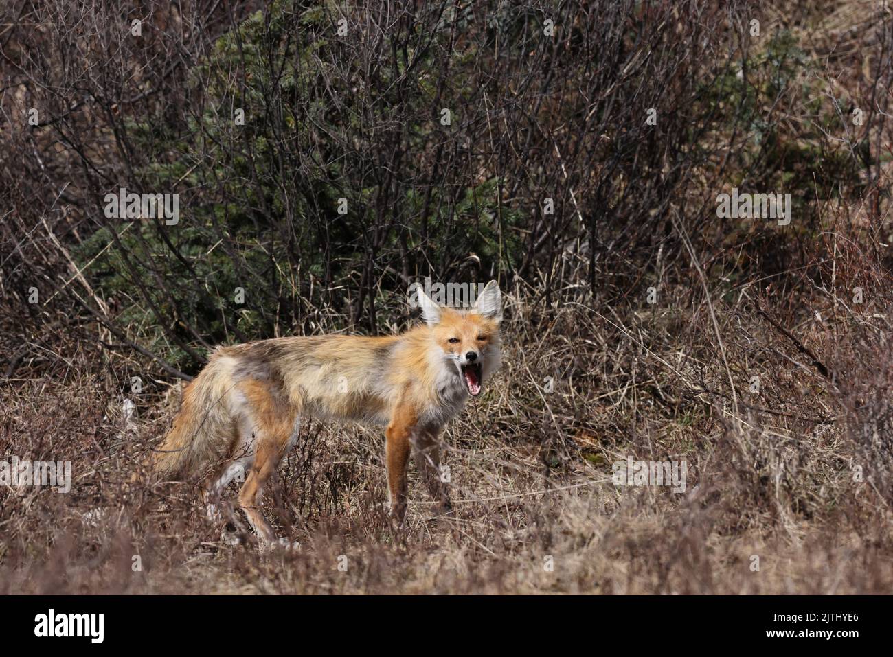 Fox, Banff National Park, Alberta, Canada Stock Photo - Alamy
