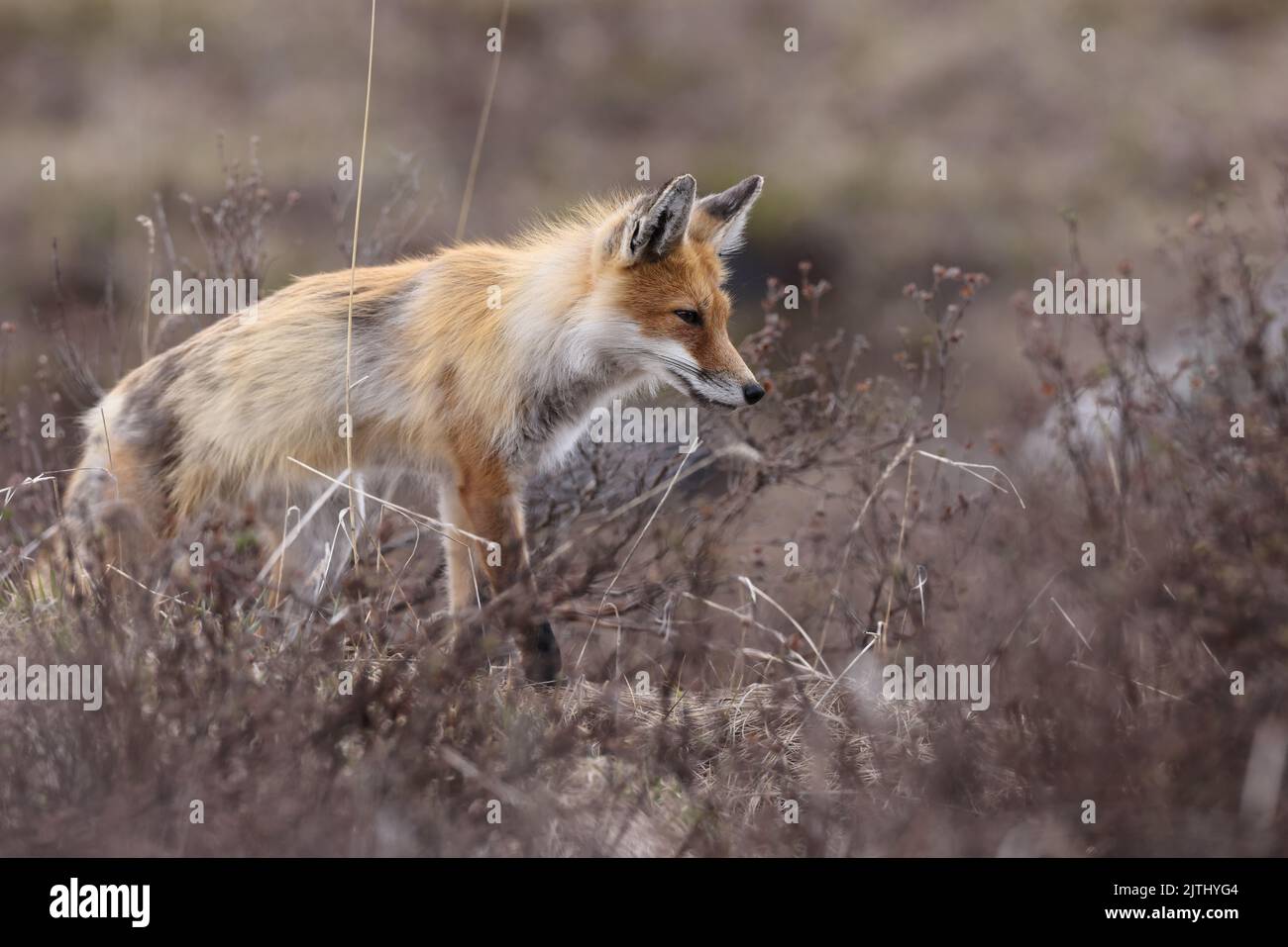 Fox, Banff National Park, Alberta, Canada Stock Photo - Alamy