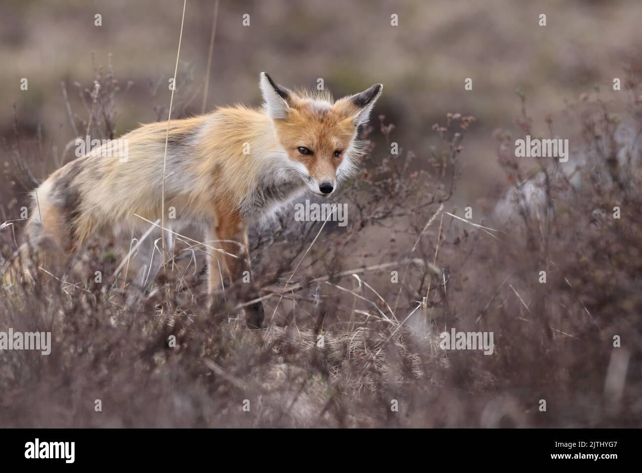 Fox, Banff National Park, Alberta, Canada Stock Photo - Alamy