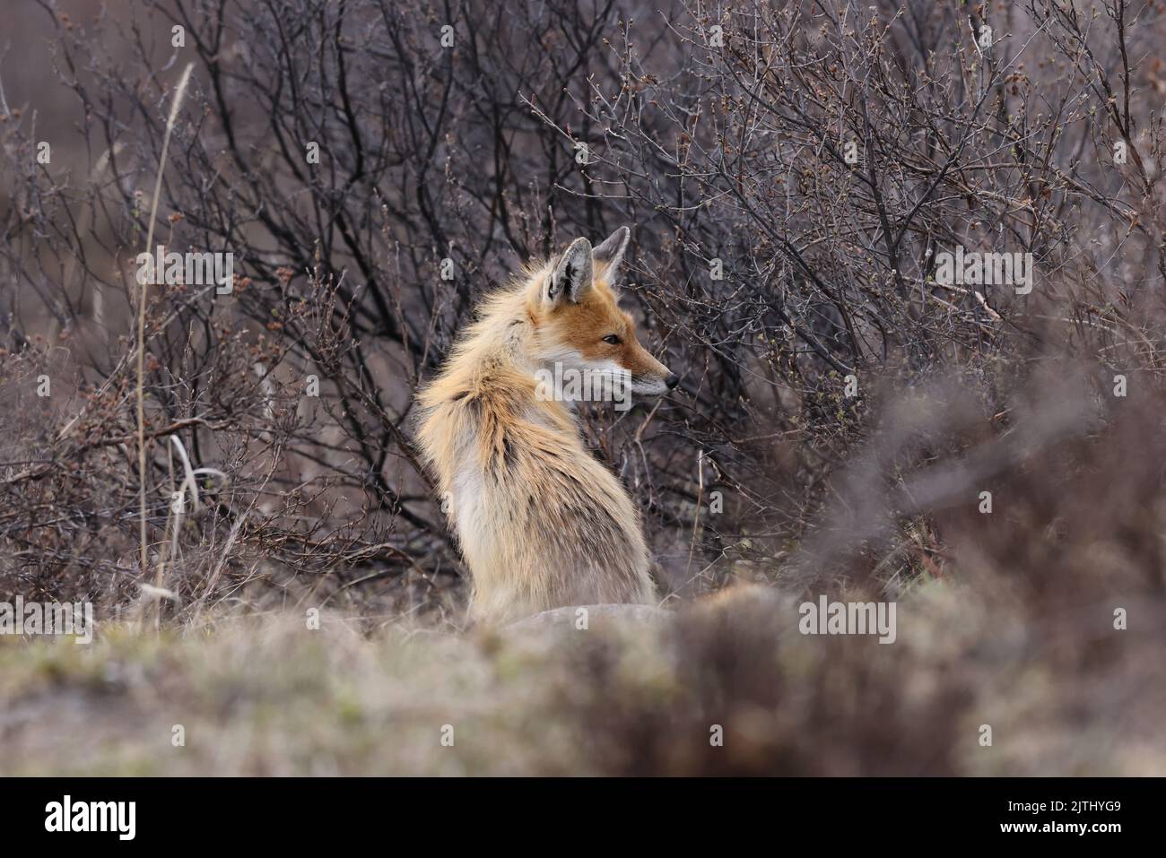 Fox, Banff National Park, Alberta, Canada Stock Photo - Alamy