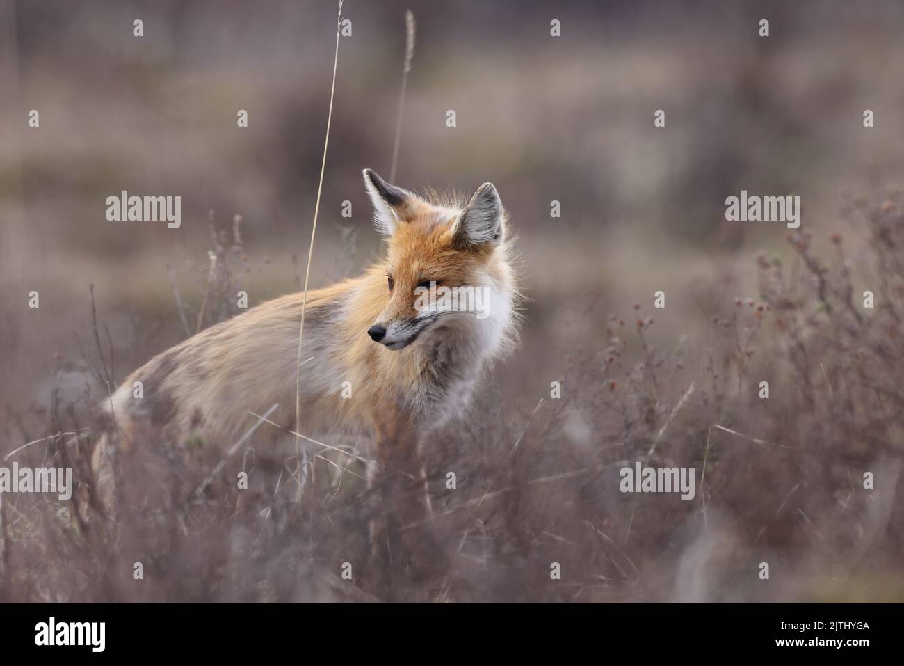 Fox, Banff National Park, Alberta, Canada Stock Photo - Alamy