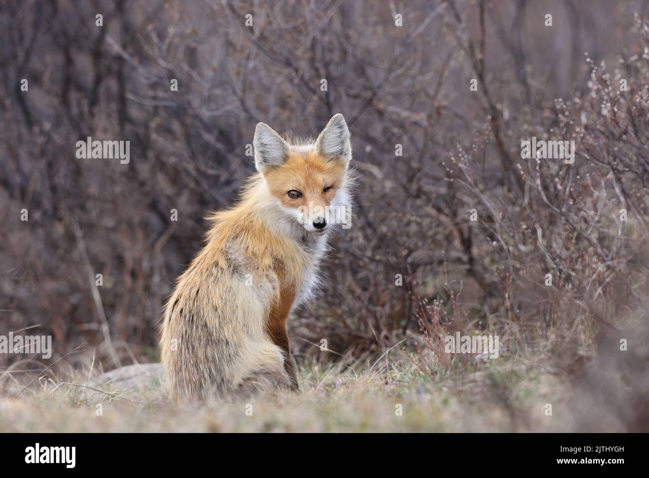 Fox, Banff National Park, Alberta, Canada Stock Photo - Alamy