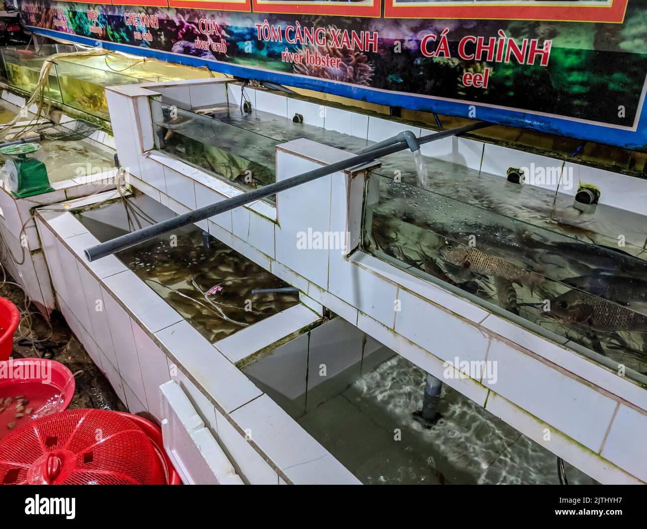 Fish, lobster, eel, and other seafood in tanks in a seafood restaurant ...