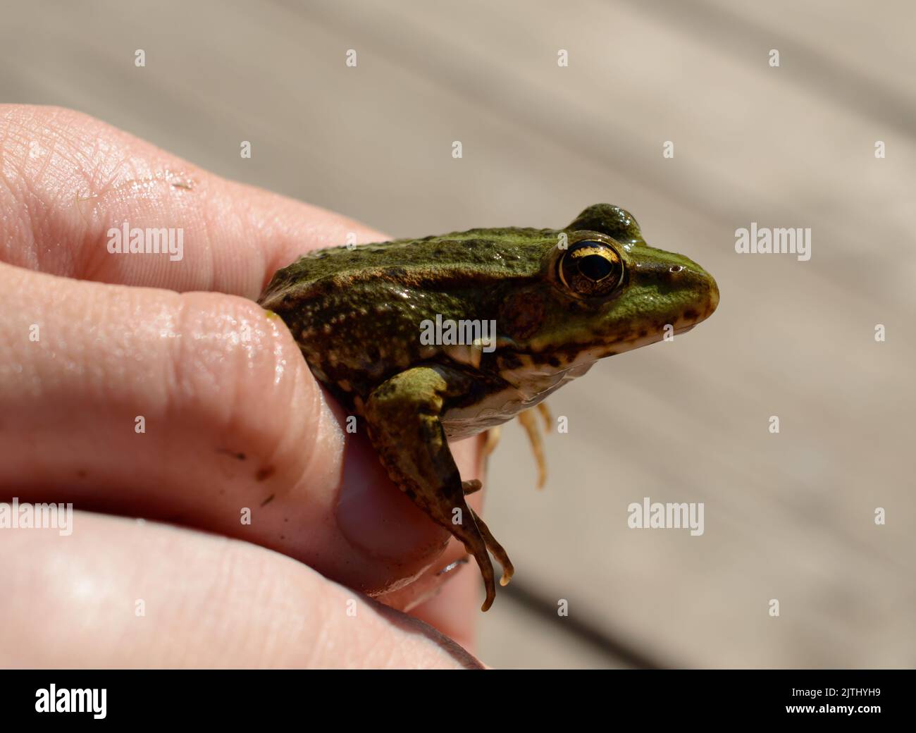 Boy girl frog hand hi-res stock photography and images - Alamy