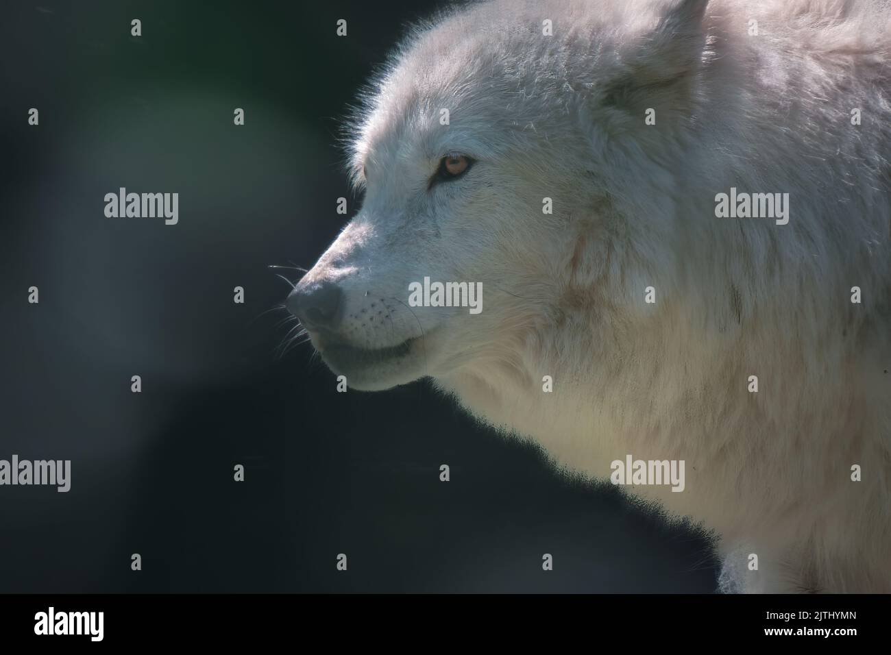 A closeup side view of an arctic wolf staring in the distance Stock ...