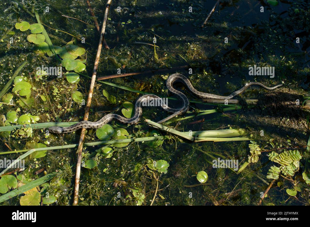 Baby grass snake hi-res stock photography and images - Alamy