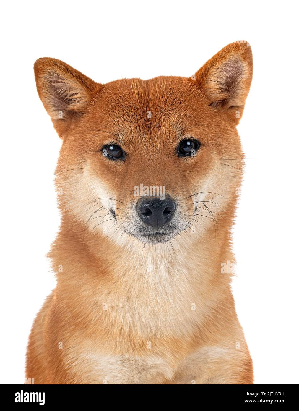 shiba inu in front of white background Stock Photo - Alamy