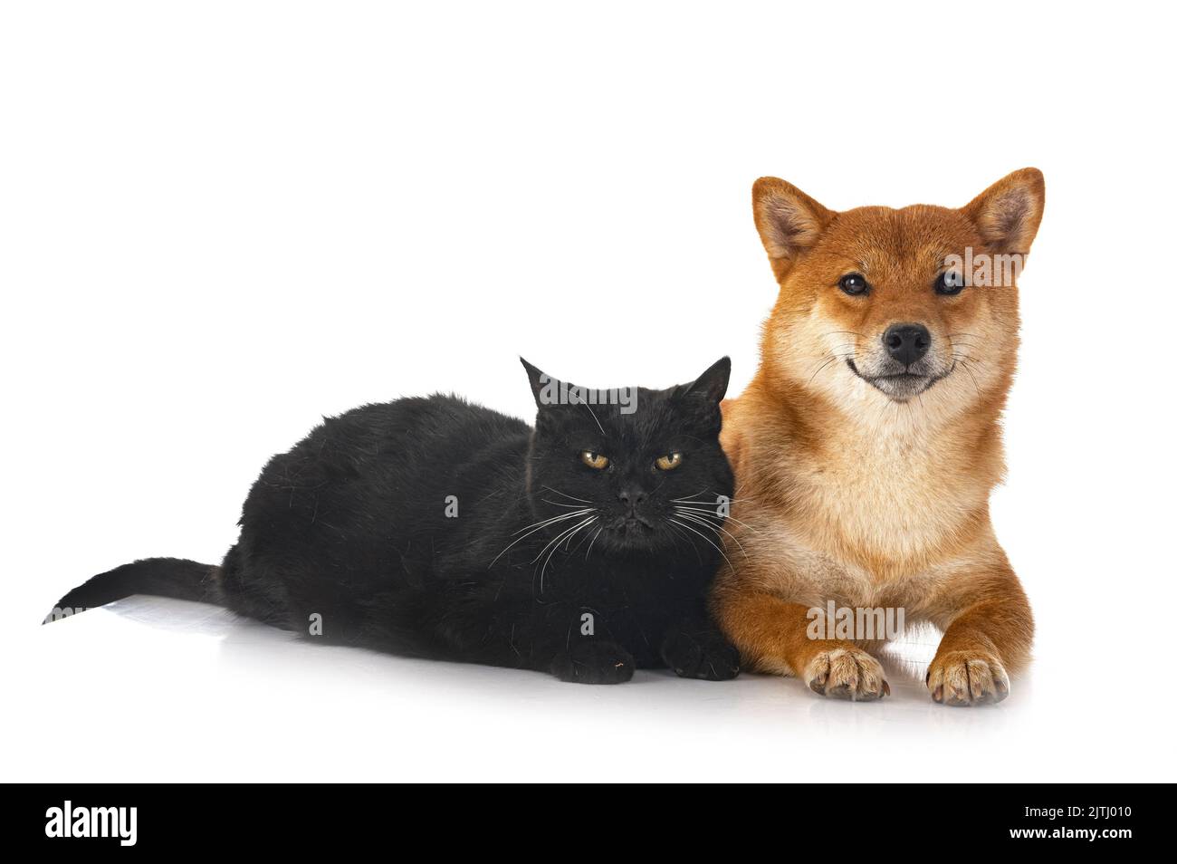 shiba inu and cat in front of white background Stock Photo - Alamy