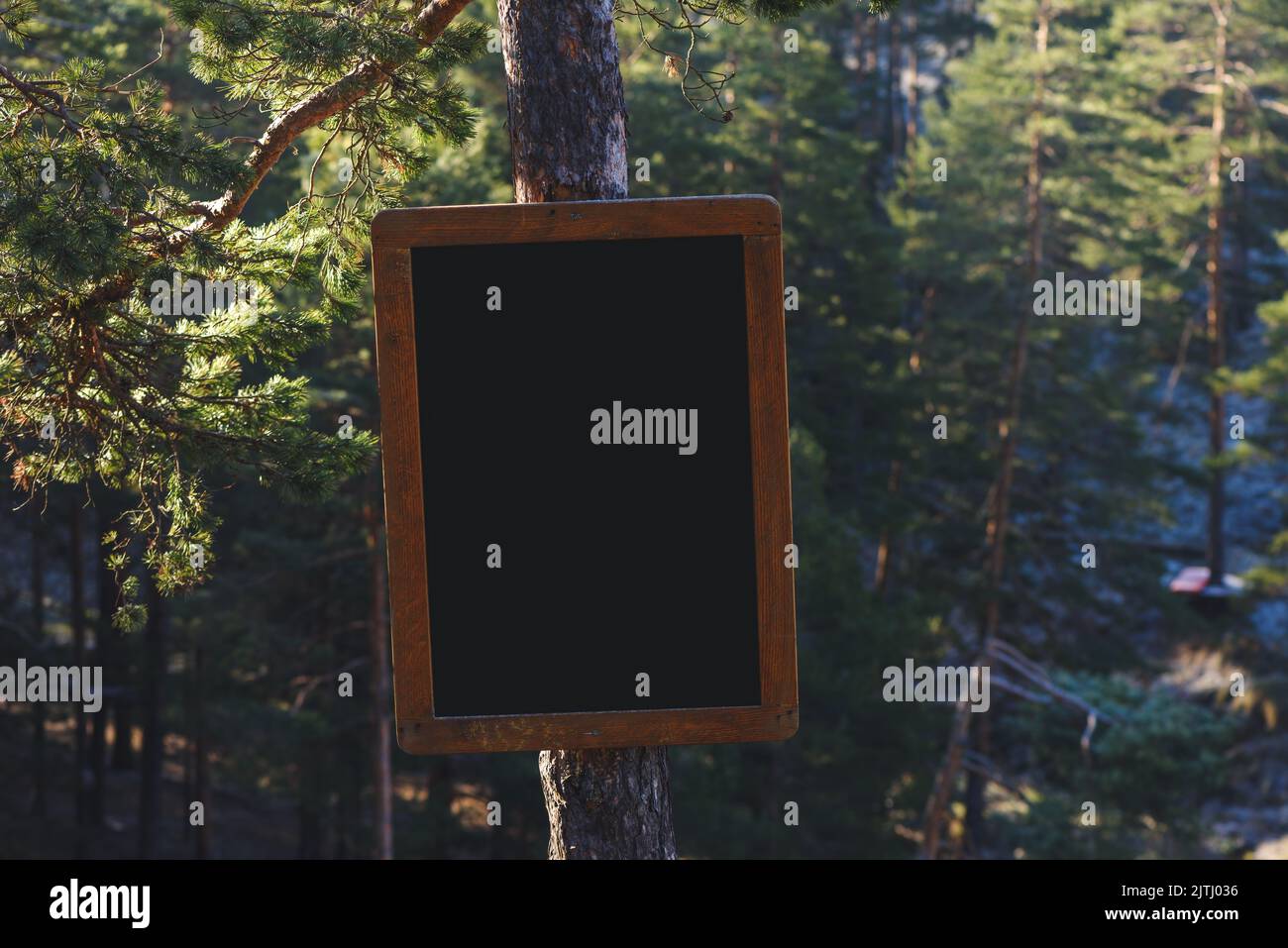 Notice board mockup attached to a pine tree in woodland, copy space ...