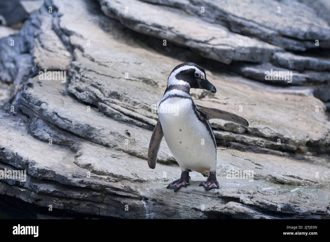 Spheniscus magellanicus argentina hi-res stock photography and images ...