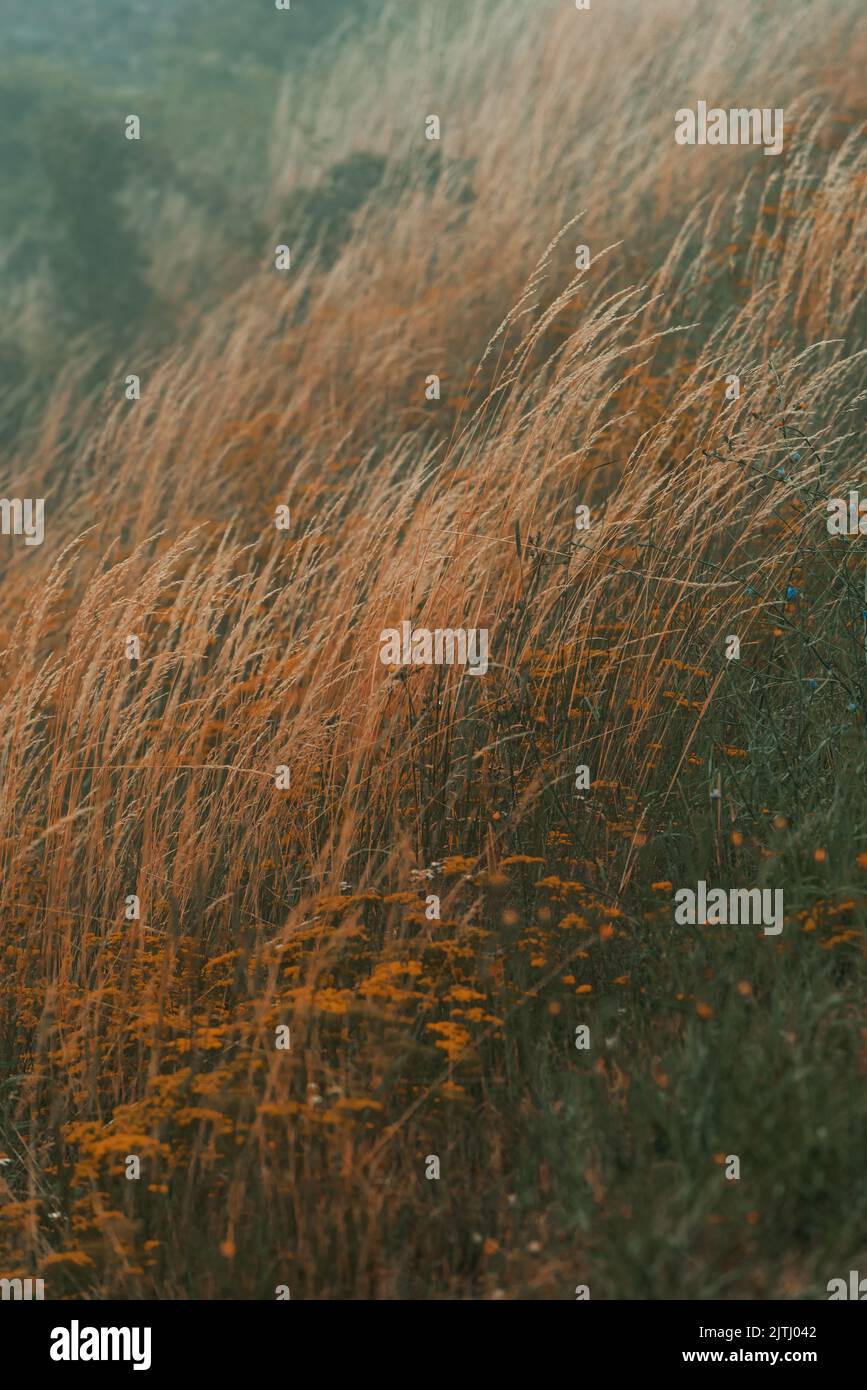 Dry grass meadow valley of Zlatibor region in Serbia. Beauty in nature ...