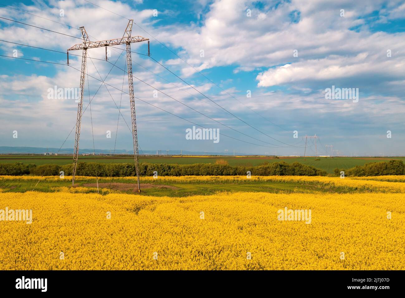 Power line transmission towers in cultivated rapeseed field on sunny ...