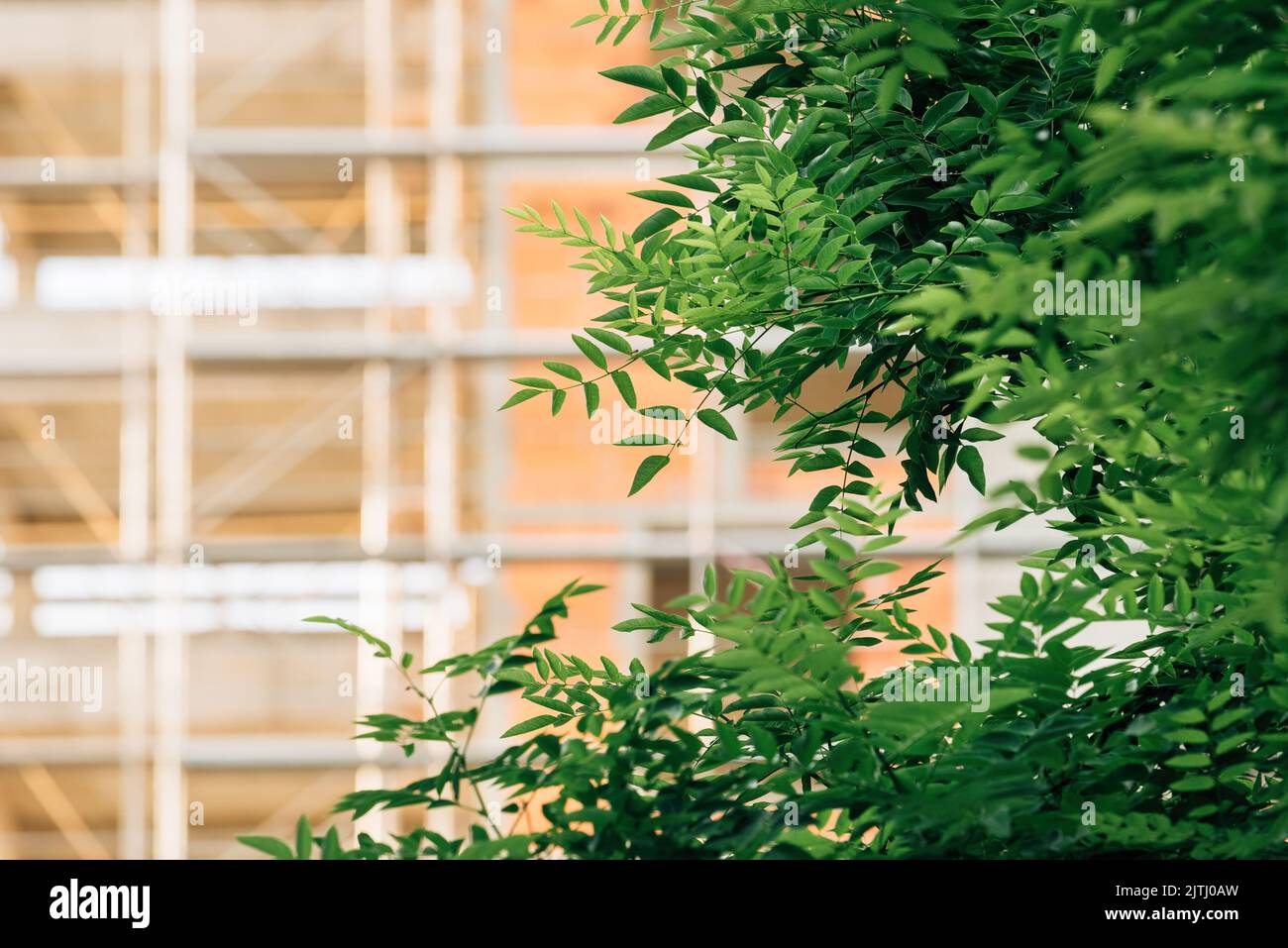 Tree scaffolding hi-res stock photography and images - Alamy
