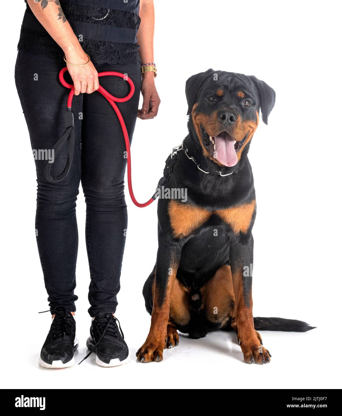 puppy rottweiler and woman in front of white background Stock Photo - Alamy