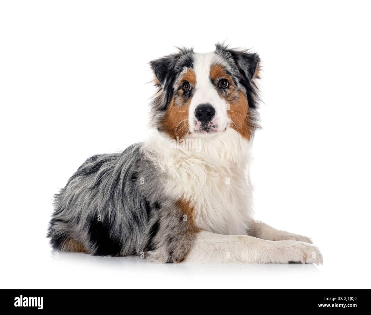 australian shepherd in front of white background Stock Photo - Alamy