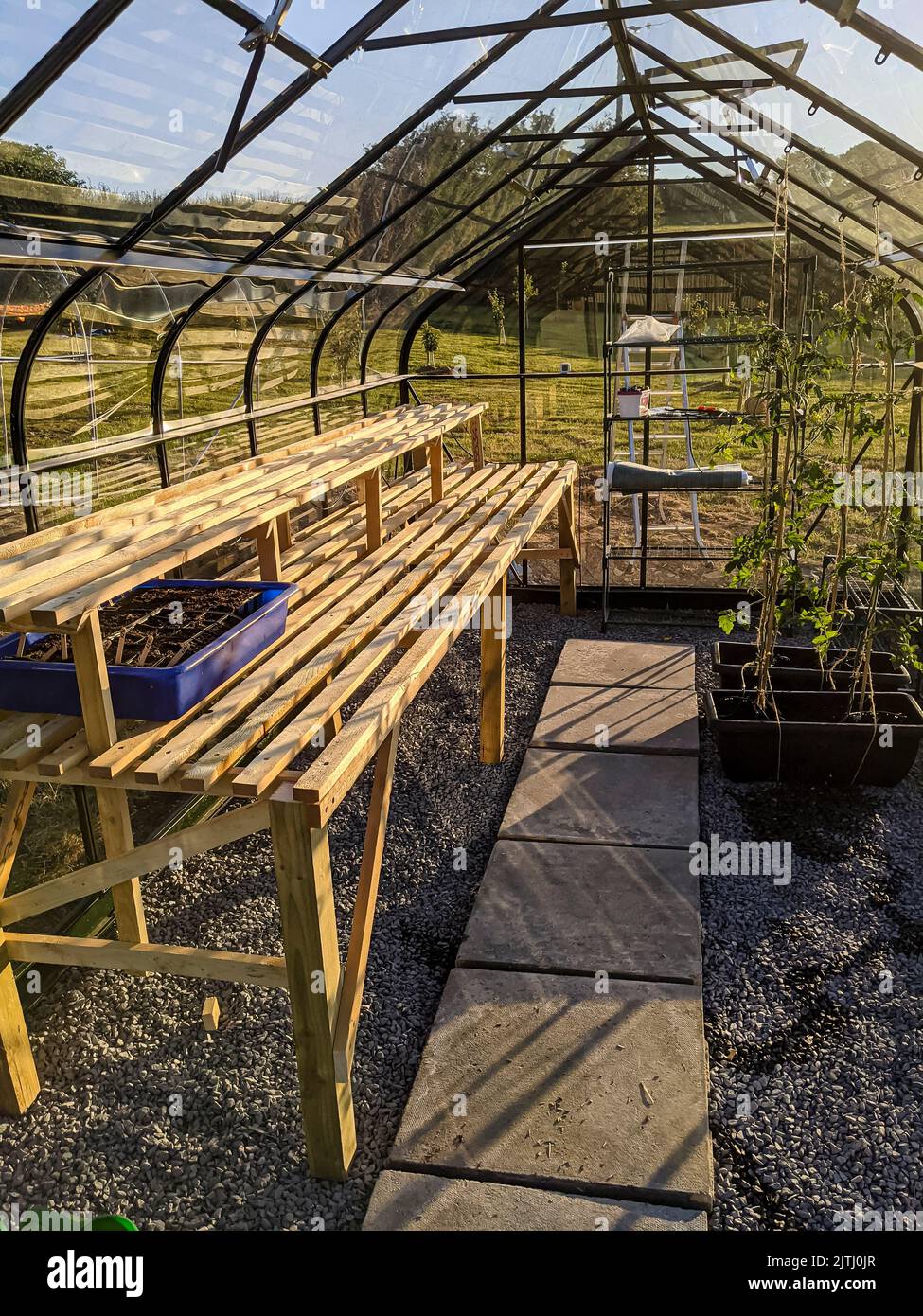 Wooden staging shelves in a greenhouse with tomato plants Stock Photo - Alamy