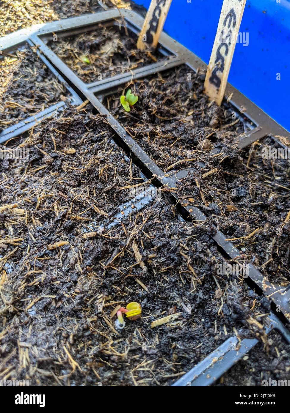 Radishes sprouting in seed trays with compost Stock Photo - Alamy