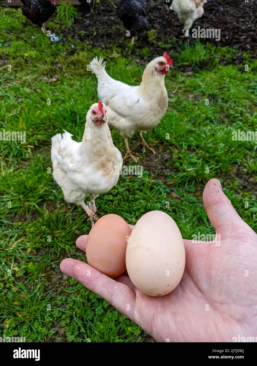 Hen laying on eggs hi-res stock photography and images - Alamy