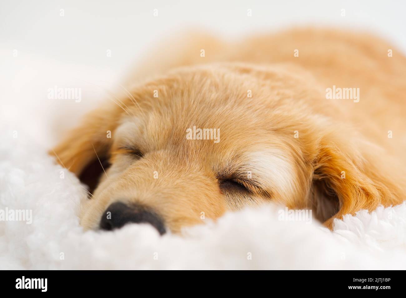 cute sleepy young puppy. Golden puppy on white background. Hovawars ...