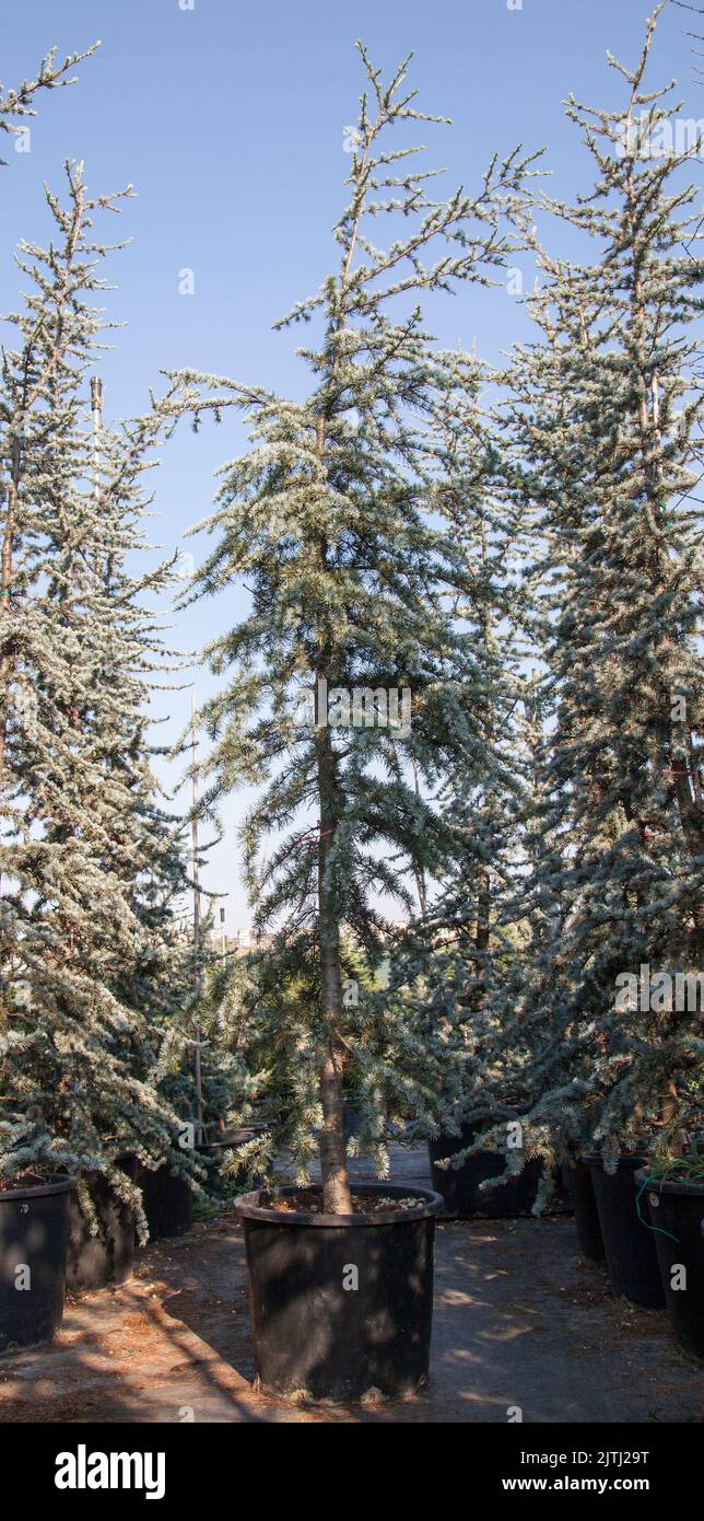 Blue cedar forest hi-res stock photography and images - Alamy