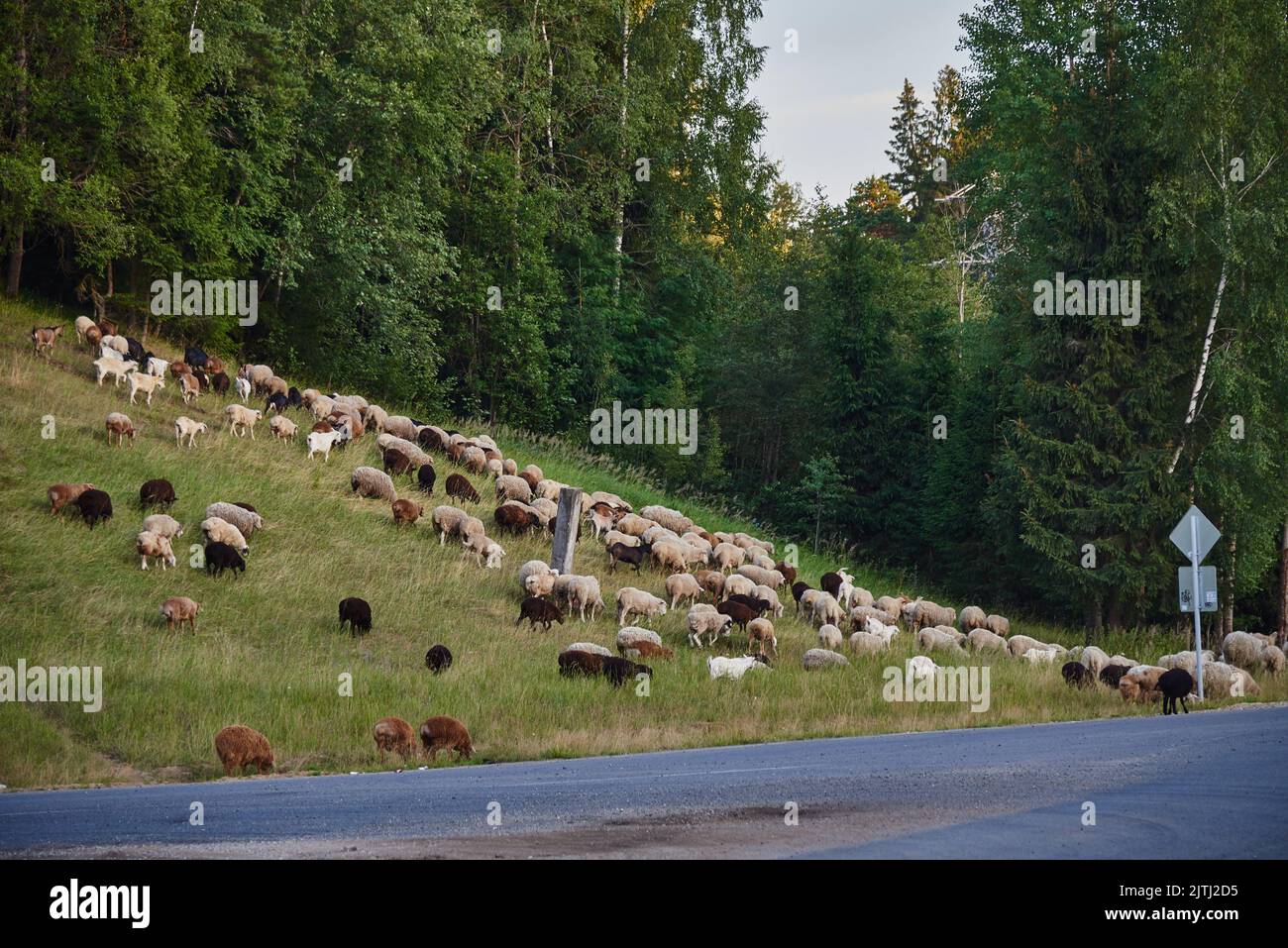 A herd of goats and sheep descends along a green hillock onto an ...