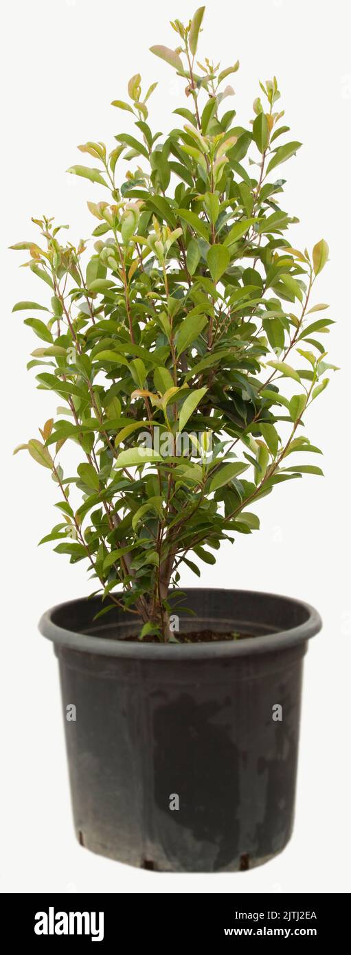 Photina pot hi-res stock photography and images - Alamy