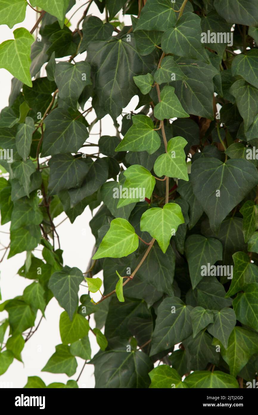 Up close shot hedera helix hi-res stock photography and images - Alamy