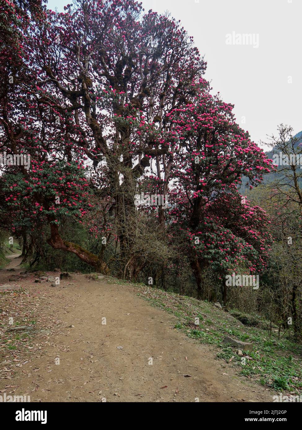 Himalaya Mountains range with magnificent blossoms rhododendrons ...