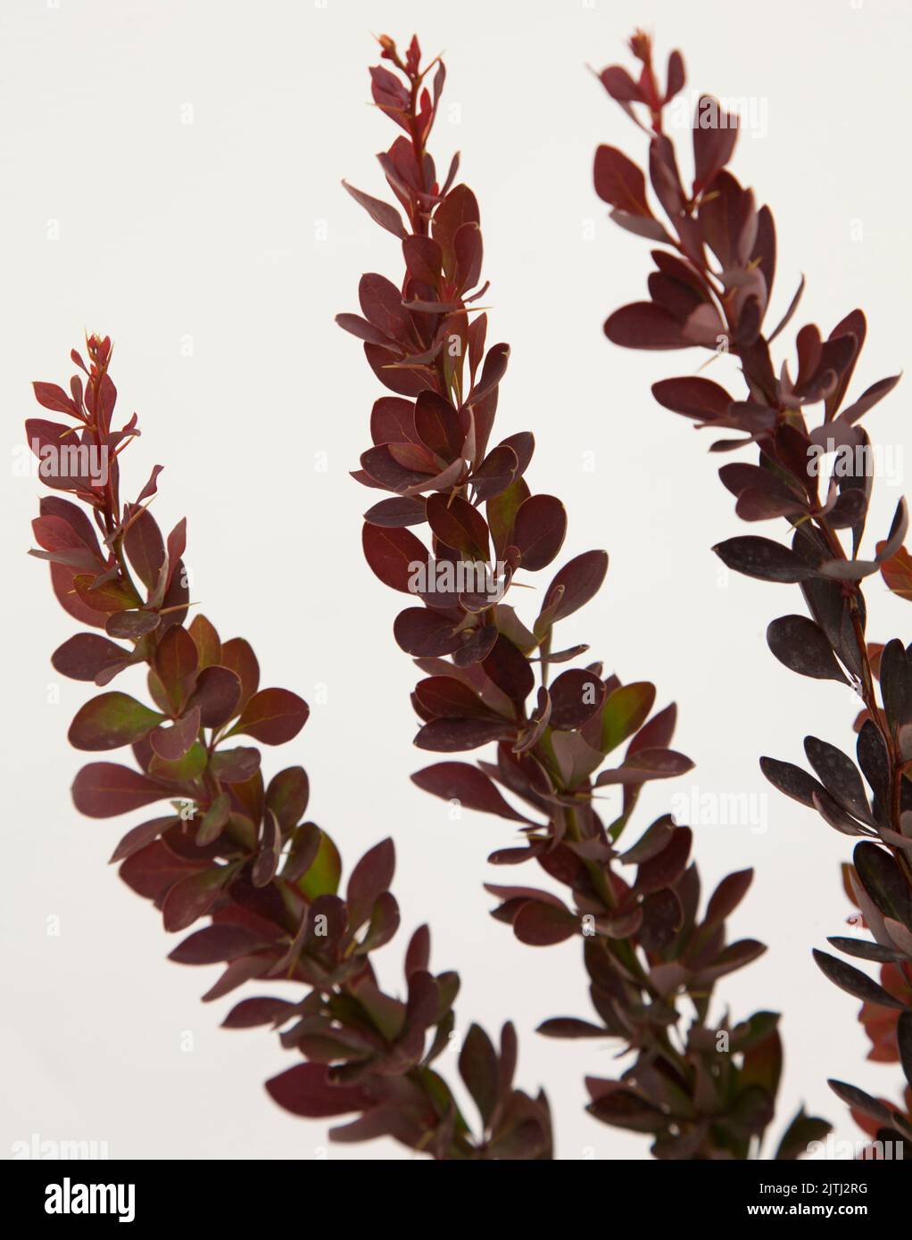 Berberis red rocet plant on isolated white background, selective focus ...