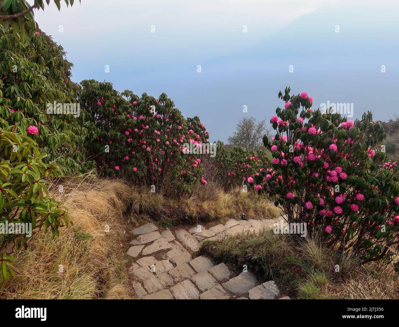 Himalaya Mountains range with magnificent blossoms rhododendrons ...