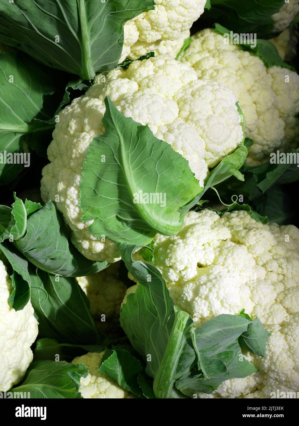Fresh crunchy cauliflower. Flowers and leaves. Organic food from Polish ...