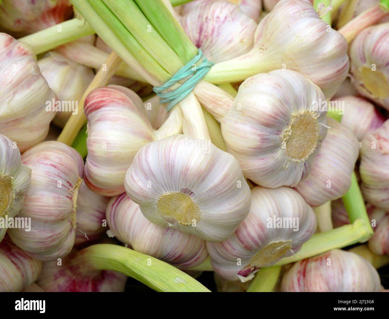 Young garlic. Heads in bunches. Natural antibiotic. Organic food from ...