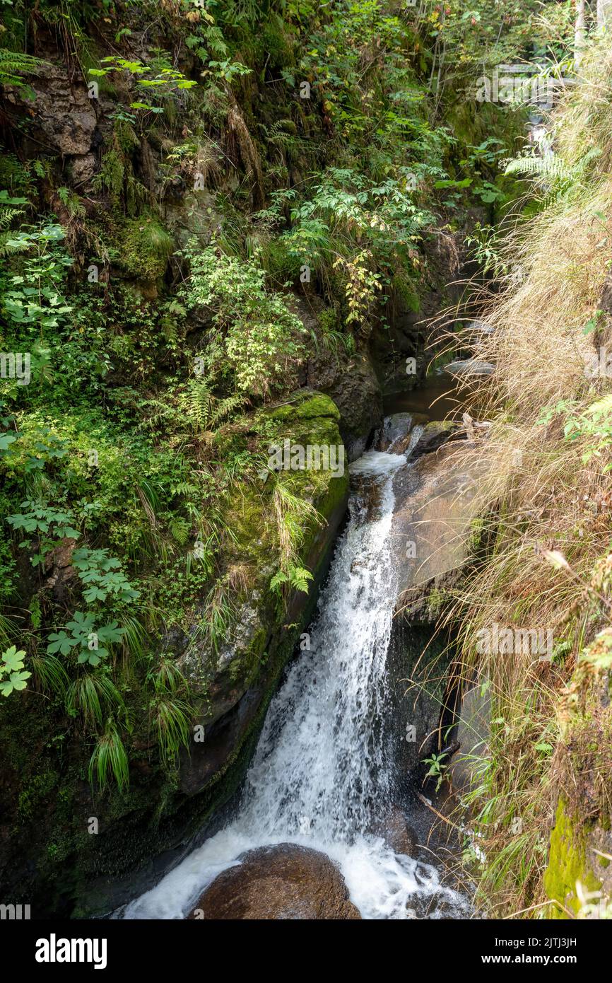 Waterfall in the Black Forest, Germany, with trees, rocks and ferns ...